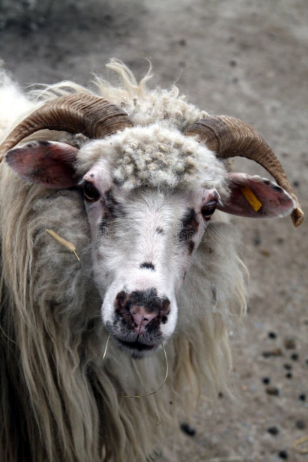 Wether stock photo. Image of wether, animal, mammal, farm - 14041460