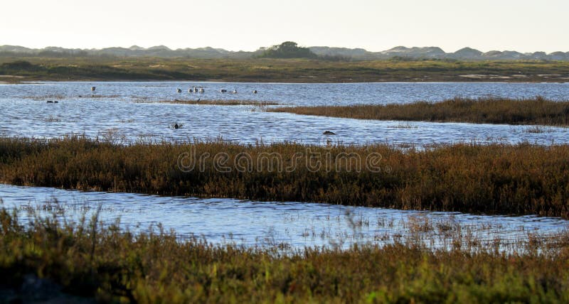 Marsh at dusk stock image. Image of south, bird, marsh - 485265