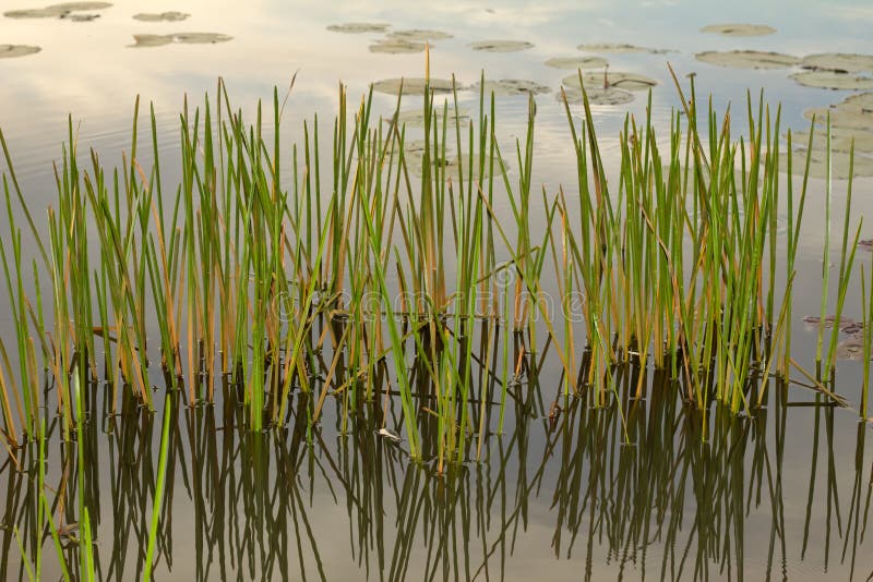 Abstract Nature Background Pond Swamp Water, Algae Stock Photo - Image ...