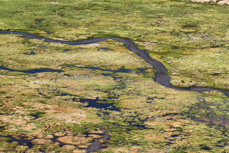 Wetland Area in Volcano Isluga National Park Stock Photo - Image of ...