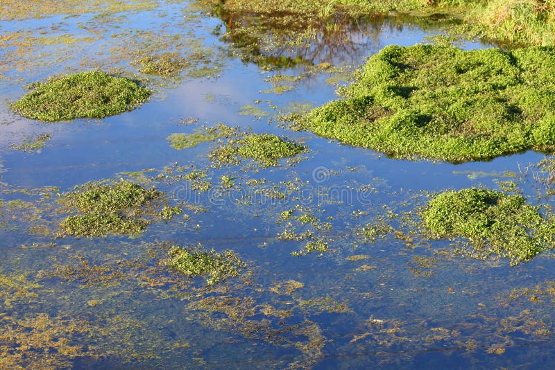 Wetland Background stock image. Image of reflection, aquatic - 19865191