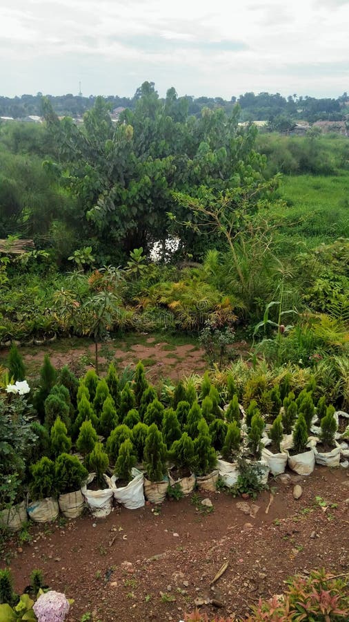 Wetland in Busega Kampala Uganda Where Plants are First Propagated from ...