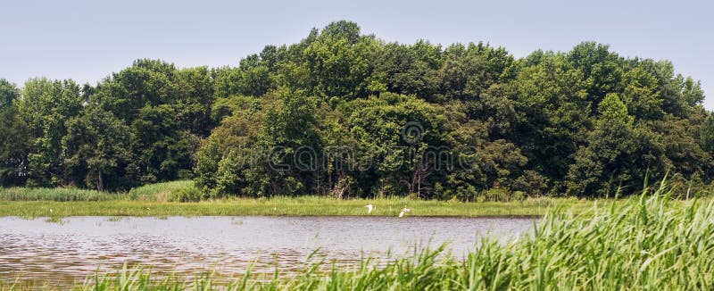 Wetland estuary landscape stock image. Image of estuary - 2704581