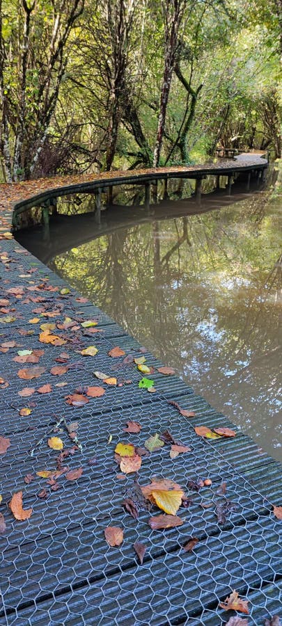 Wetland Flood Plain with Raised Walkway in Nature Reserve Stock Image ...