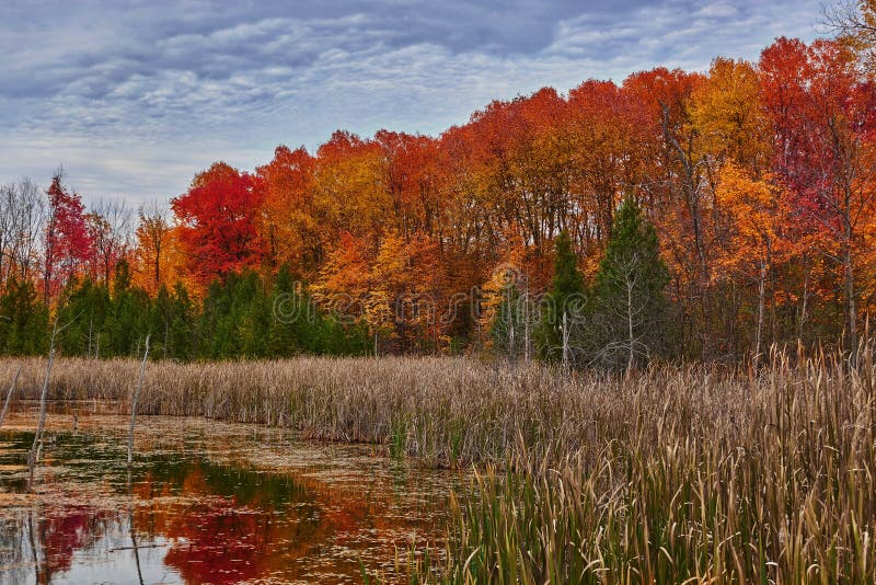 Wetland forest in fall stock photo. Image of nature, leaves - 62194958