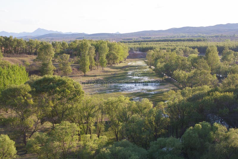 Wetland forest stock image. Image of outdoor, conservation - 41488971