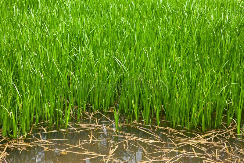 Wetland Grass Royalty Free Stock Image - Image: 30674266
