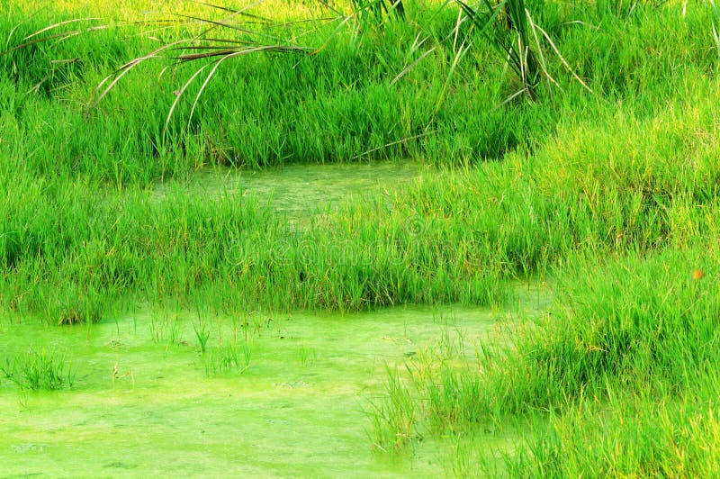 Wetland grasses stock photo. Image of growth, lake, wetland - 70916480