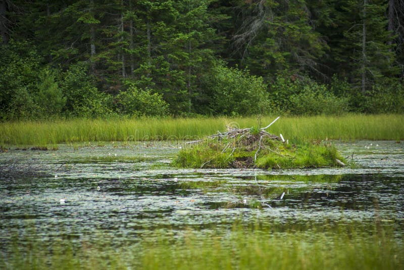 Wetland Marsh in Algonquin Park Stock Photo - Image of tree, marsh ...