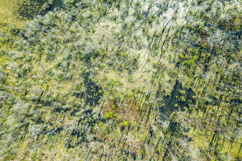 Wetland or Marsh with Fallen Trees. Aerial Top View Stock Photo - Image ...