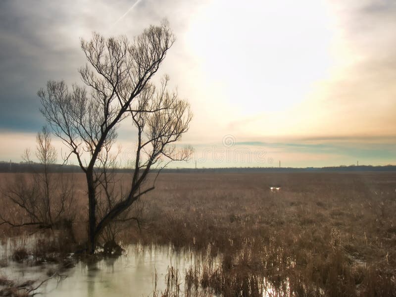Wetland marsh at sunrise stock image. Image of sunrise - 138666445