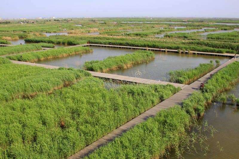 Wetland park landscape stock photo. Image of aquatic - 364812648