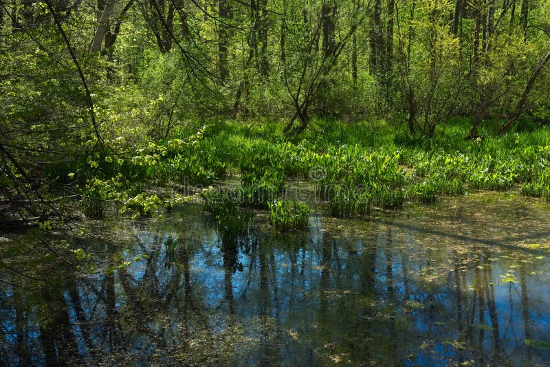 Wetland and Pond in Early Morning Sunlight Stock Photo - Image of lush ...
