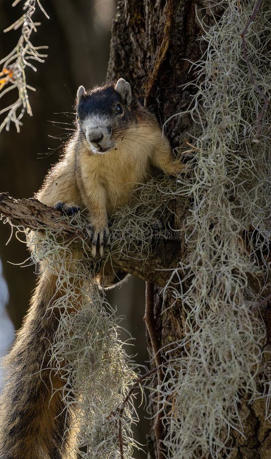 Southern Fox Squirrel on a Tree Branch Stock Image - Image of whiskers ...