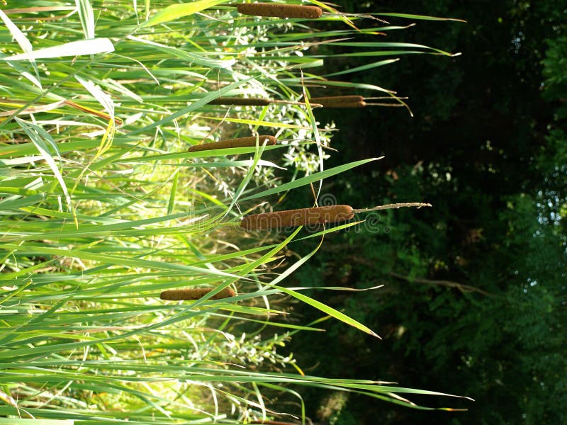Wetland Reeds stock image. Image of marshy, marsh, plants - 5735049