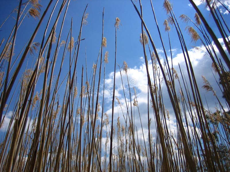 Wetland Reeds stock image. Image of blue, reeds, salt, looking - 631733