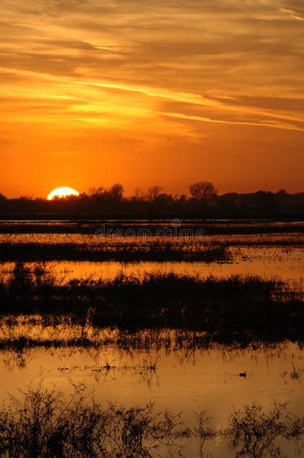 Wetland Sunset stock image. Image of creek, flying, water - 3828867