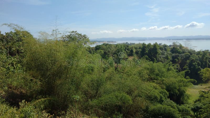 Wetland and tree stock photo. Image of tree, vegetation - 219682328