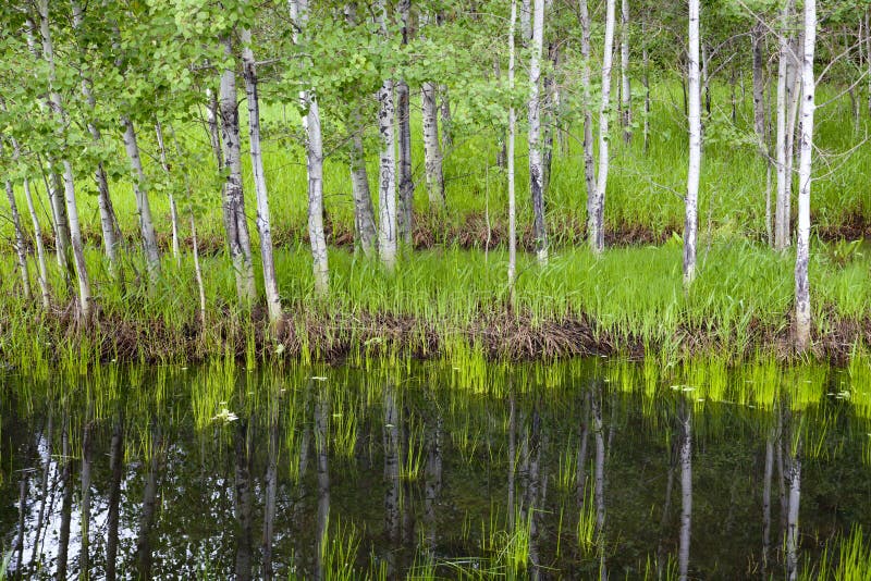 Wetland trees and grass. stock image. Image of outdoor - 25397455