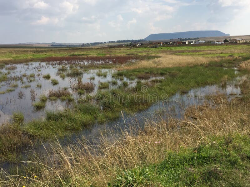 Wetland stock photo. Image of farm, water, remote, wetland - 115960630