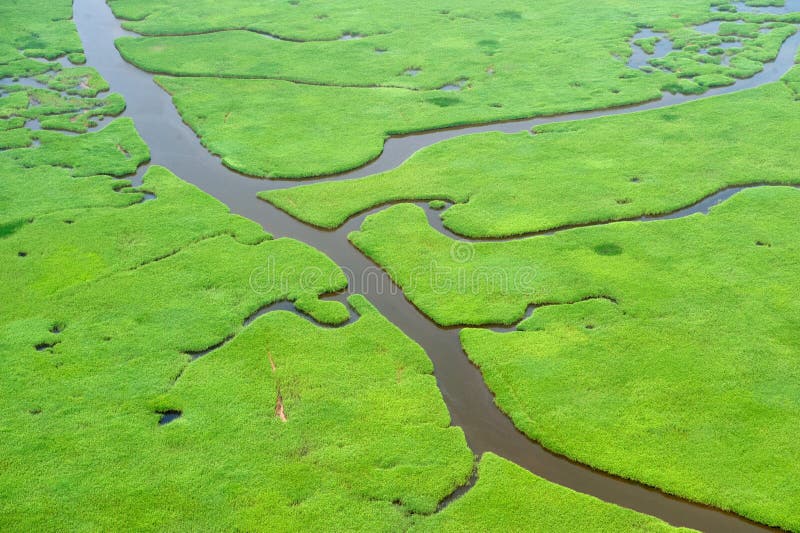 Wetlands stock image. Image of green, background, horizon - 31097793