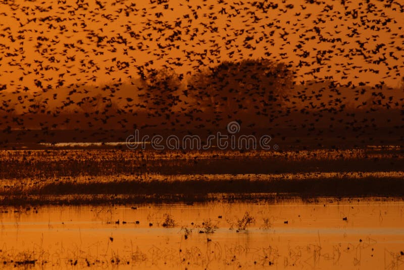 Morning Rush stock photo. Image of natural, nature, marsh - 104097318