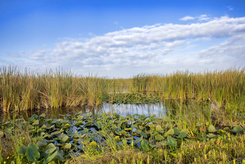 Wetlands with Cattails. stock image. Image of watershed - 272405557