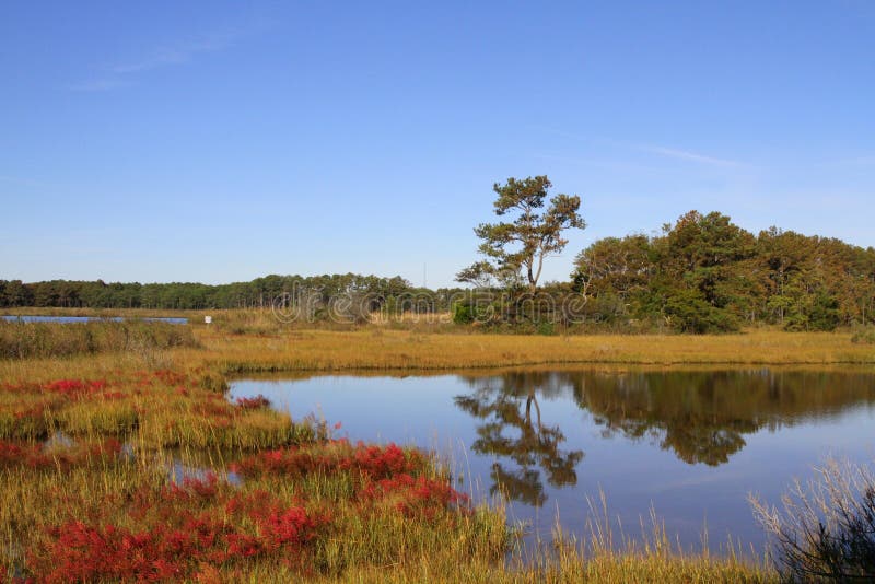 Wetlands during the fall. stock photo. Image of water - 97705208