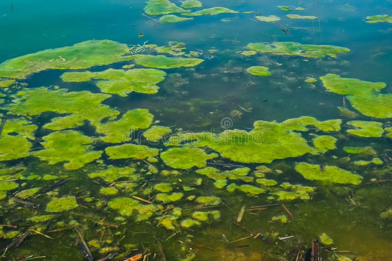 Wetlands, Floating Algae Near Reed Beds in the Lake Stock Image - Image ...