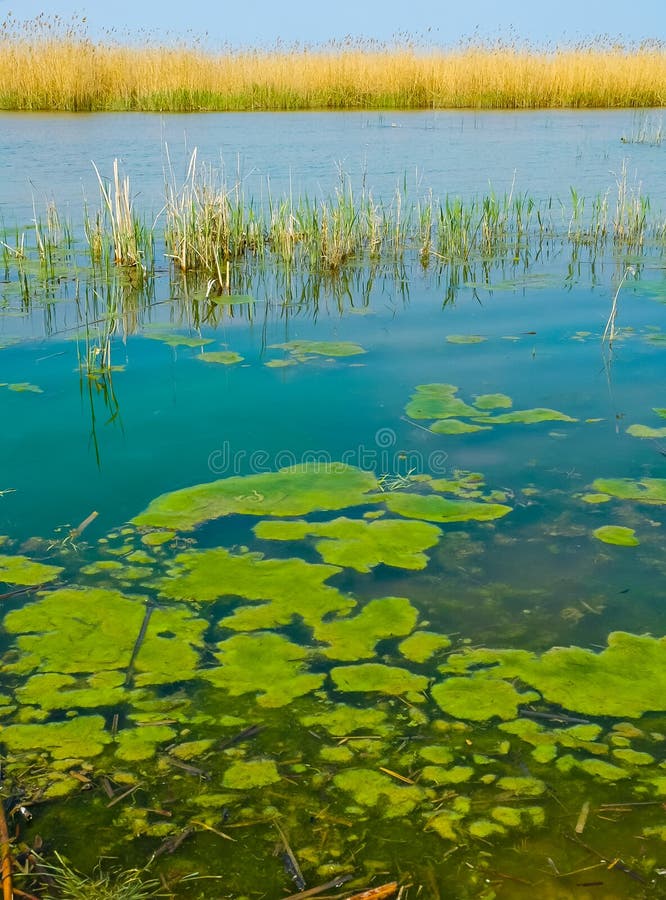 Wetlands, Floating Algae Near Reed Beds in the Lake Stock Image - Image ...