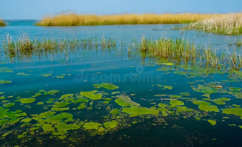 Wetlands, Floating Algae Near Reed Beds in the Lake Stock Photo - Image ...