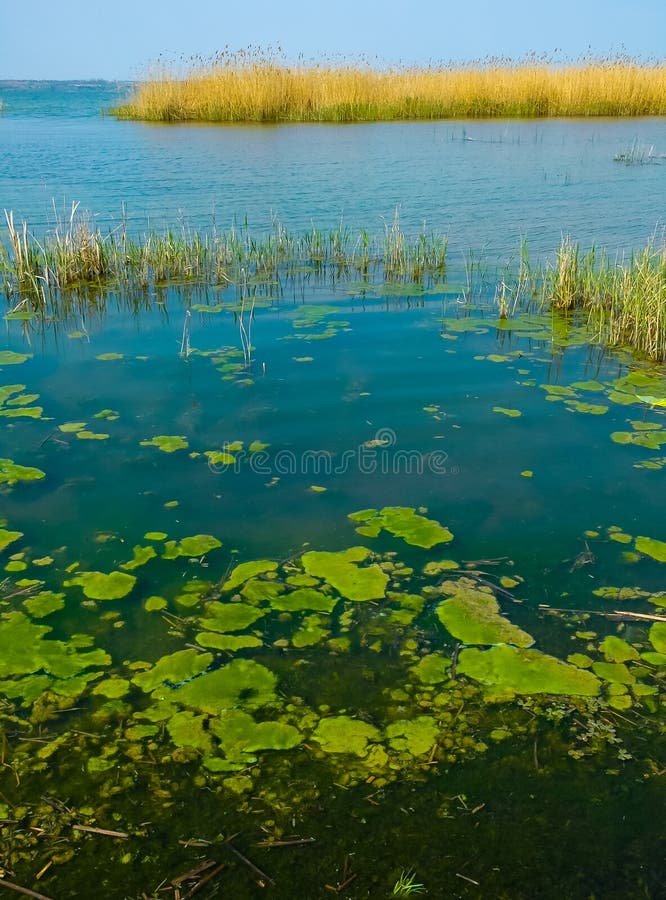 Wetlands, Floating Algae Near Reed Beds in the Lake Stock Image - Image ...