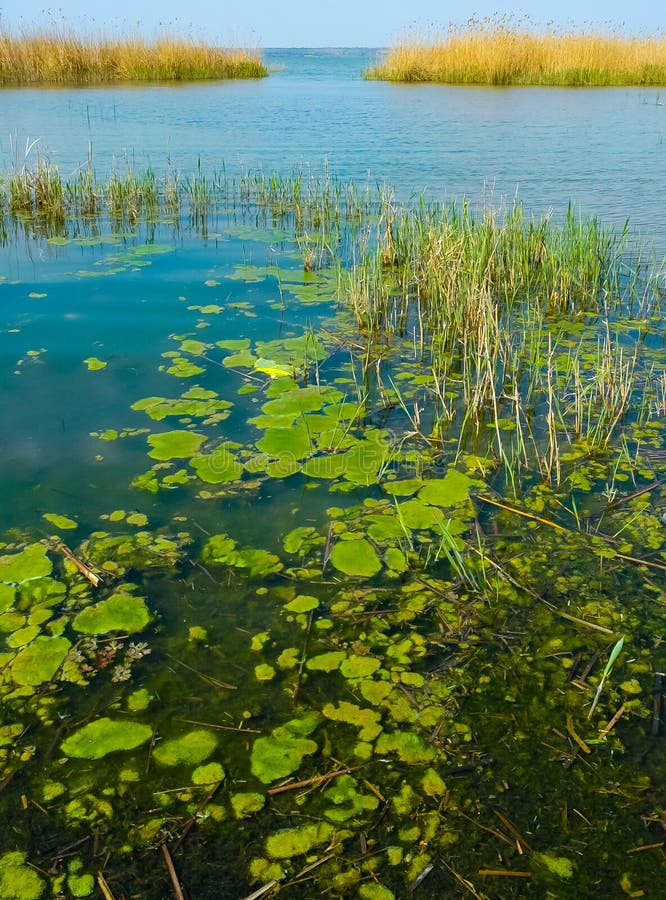 Wetlands, Floating Algae Near Reed Beds in the Lake Stock Image - Image ...