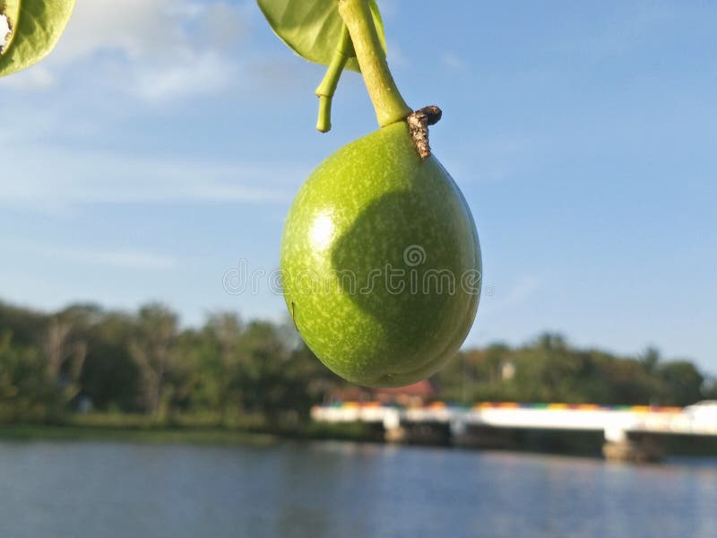 6,987 Fruit Tree River Photos - Free & Royalty-Free Stock Photos from ...