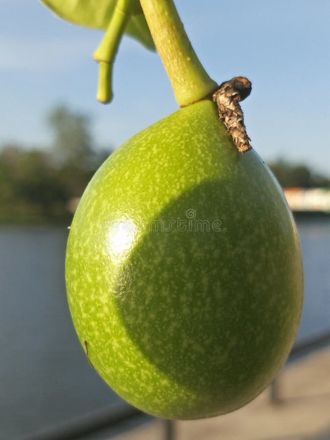 6,987 Fruit Tree River Photos - Free & Royalty-Free Stock Photos from ...