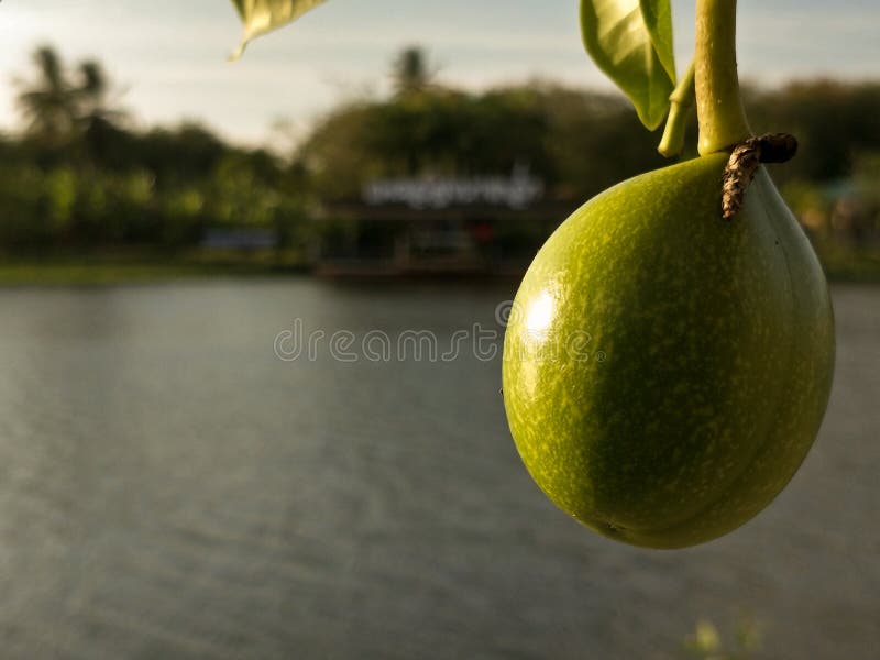 6,987 Fruit Tree River Photos - Free & Royalty-Free Stock Photos from ...