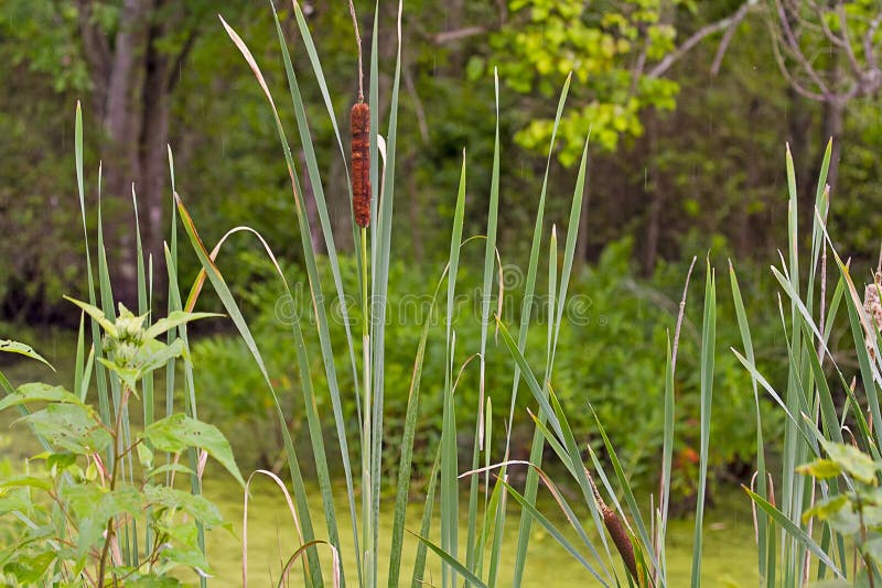 Wetlands Image of Cattails Closeup Stock Photo - Image of bushes ...