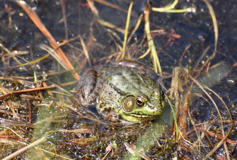 Wetlands with a Large Green Toad Sitting Still Stock Photo - Image of ...