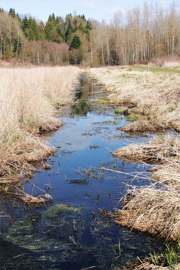Wetlands, Marsh or Bog stock photo. Image of ecosystem - 50965786