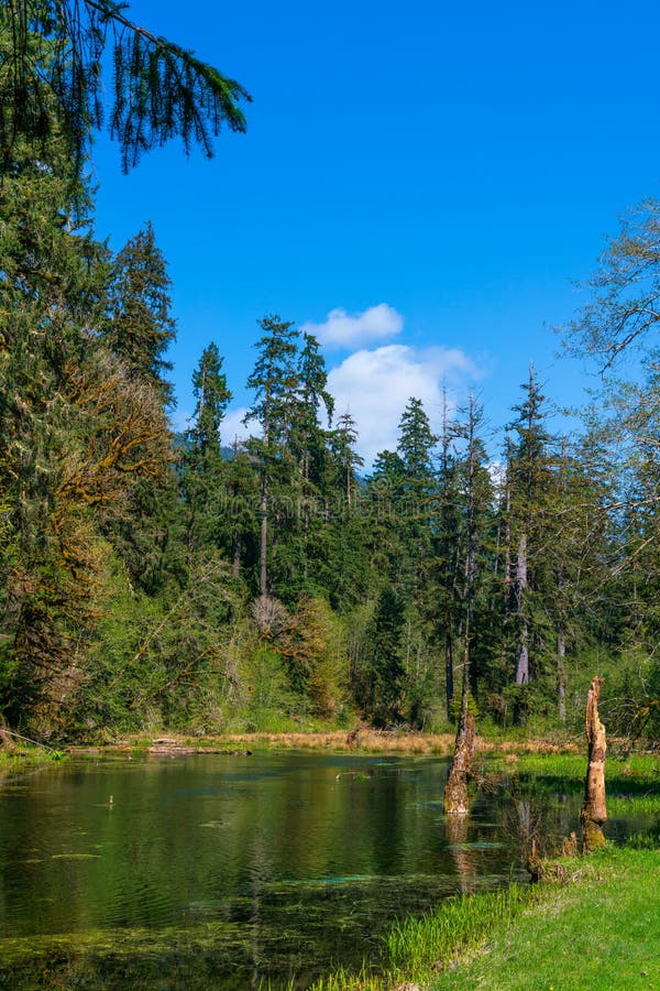 Pond and Tree in Rainforest Stock Photo - Image of reflection, view ...