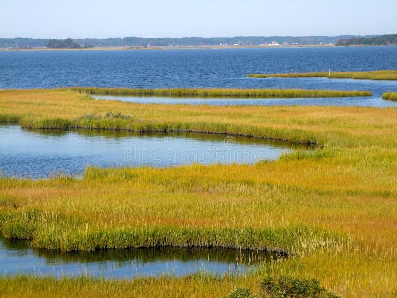 Wetlands by the River stock image. Image of dappled, mother - 51847107