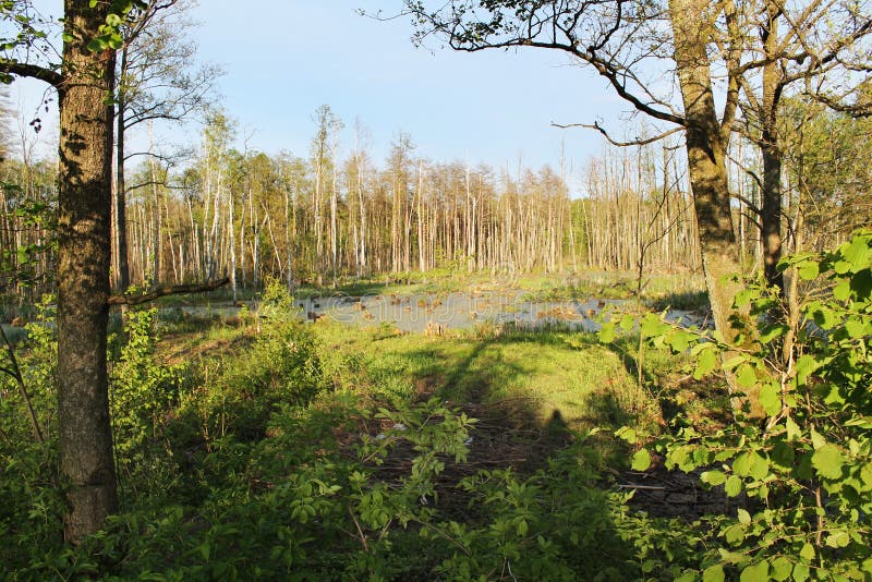 Wetlands stock image. Image of ecology, wetland, poland - 47344855