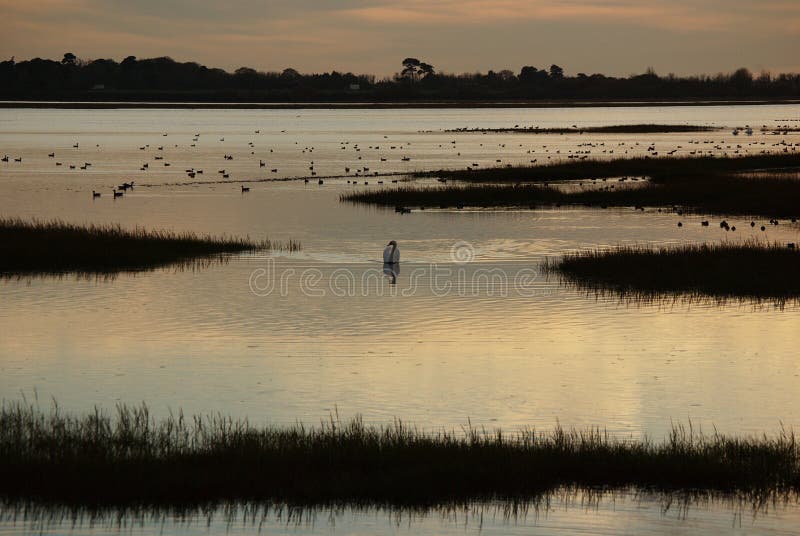 Marsh at dusk stock image. Image of south, bird, marsh - 485265