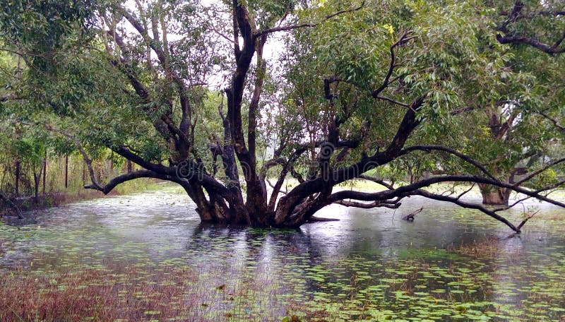 Wetlands Tree stock photo. Image of wilderness, wetland - 64360118