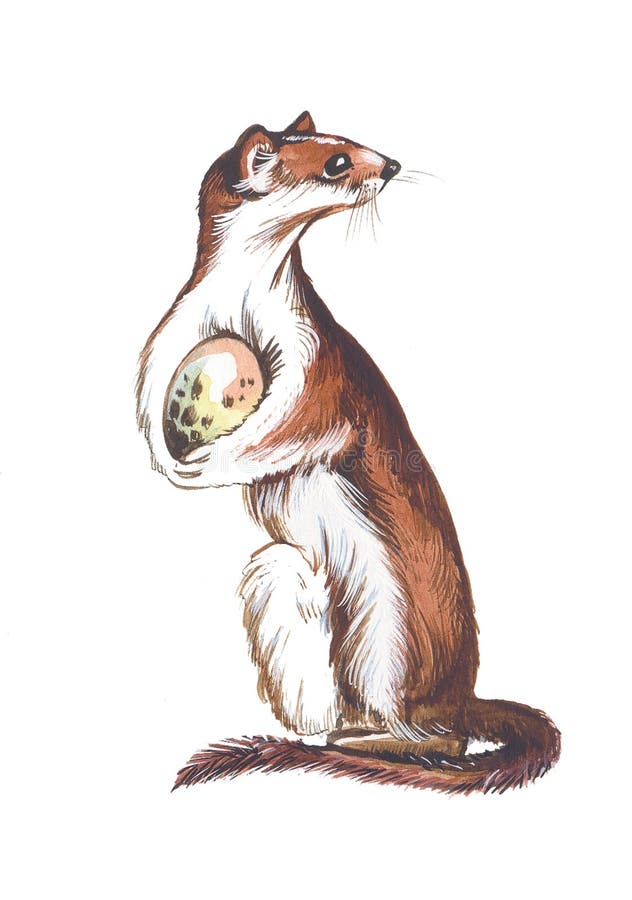 Wezel stock illustratie. Illustration of openlucht, tekening - 15788579