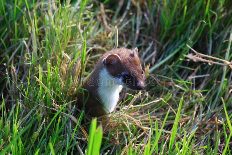 Wezel stock foto. Image of groen, staar, bruin, wildlife - 29423894