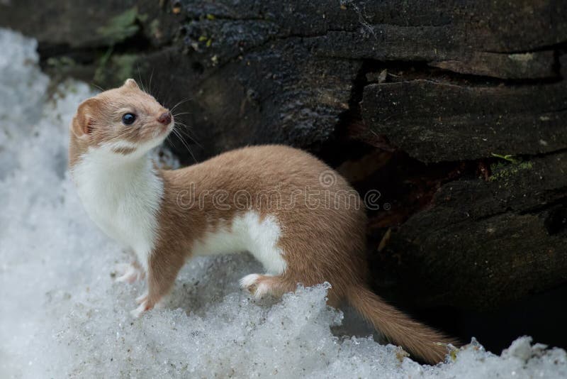 Mitt Van Het De KleurenStaal Van De Wezel Op Een Witte Achtergrond ...