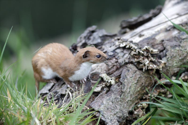 Wezel, Mustela nivalis stock afbeelding. Image of roofdier - 32326777