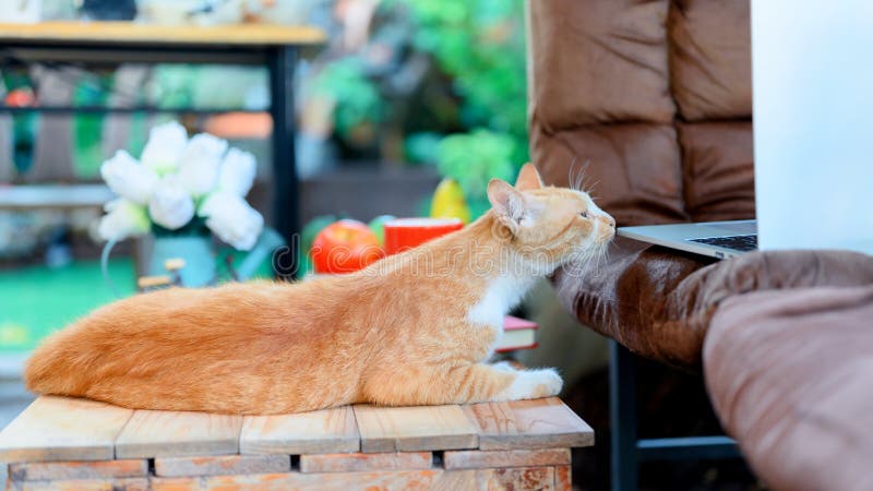 WFH: Work from Home with Cat. Social Distancing and Physical Distancing ...