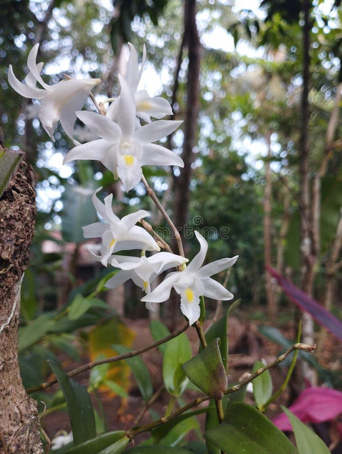 Whait Beauty Flower on the Garden Shoot in the Tails Stock Image ...